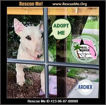 - Florida Bull Terrier Rescue - ADOPTIONS - Rescue Me!