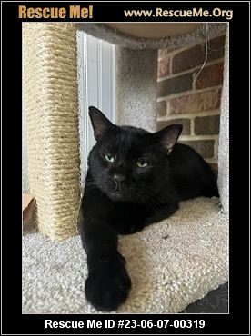 - Virginia Cat Rescue - ADOPTIONS - Rescue Me!