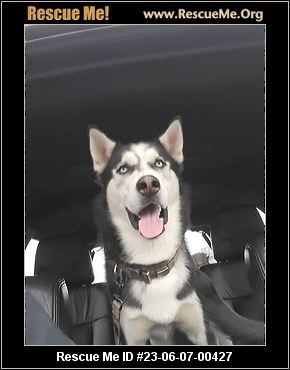 - Ohio Siberian Husky Rescue - ADOPTIONS - Rescue Me!