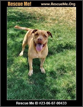 - Arizona Pit Bull Rescue - ADOPTIONS - Rescue Me!