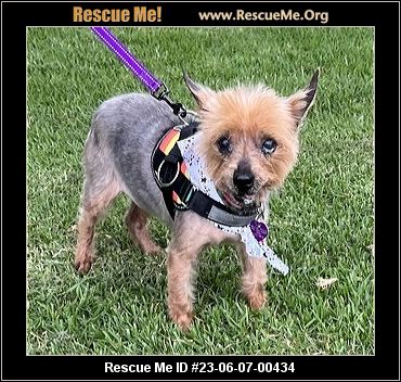 - California Yorkie Rescue - ADOPTIONS - Rescue Me!