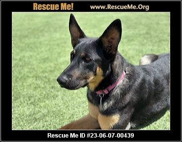 - New Mexico Dog Rescue - ADOPTIONS - Rescue Me!