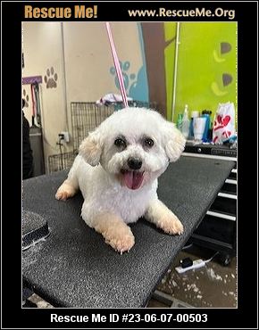 - Colorado Bichon Frise Rescue - ADOPTIONS - Rescue Me!