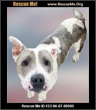 - California American Bulldog Rescue - ADOPTIONS - Rescue Me!