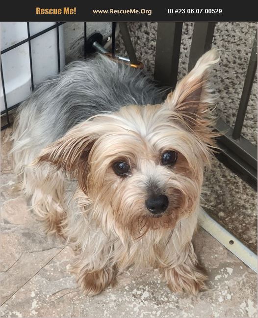 ADOPT 23060700529 ~ Yorkie Rescue ~ Parker, CO