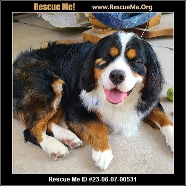 - Utah Dog Rescue - ADOPTIONS - Rescue Me!