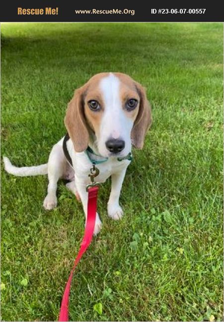 ADOPT 23060700557 ~ Beagle Rescue ~ Bethel, CT