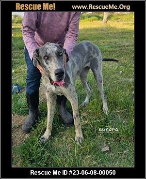 - Washington Great Dane Rescue - ADOPTIONS - Rescue Me!