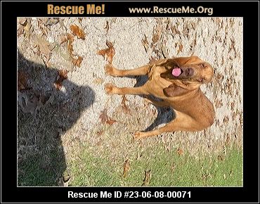 - Texas Bloodhound Rescue - ADOPTIONS - Rescue Me!