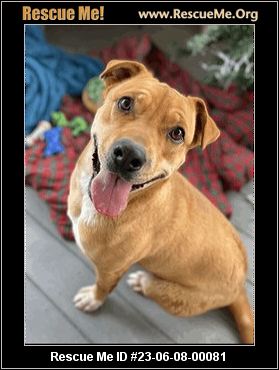 - New Mexico Dog Rescue - ADOPTIONS - Rescue Me!