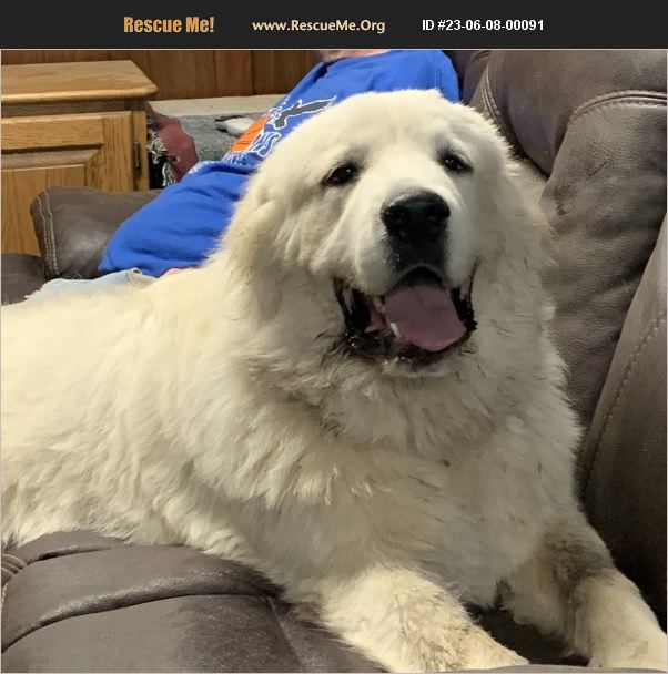 ADOPT 23060800091 ~ Great Pyrenees Rescue ~ Pittsburgh,, PA