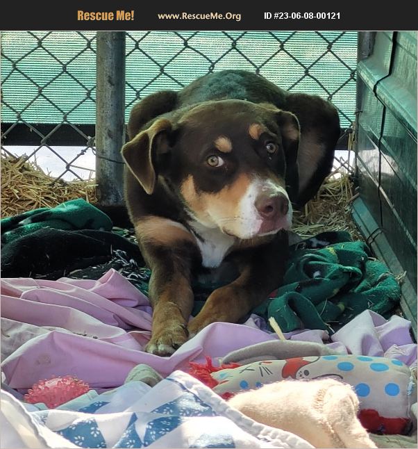 ADOPT 23060800121 ~ Australian Kelpie Rescue ~ Monte Vista, CO