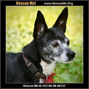 - Virginia Rat Terrier Rescue - ADOPTIONS - Rescue Me!