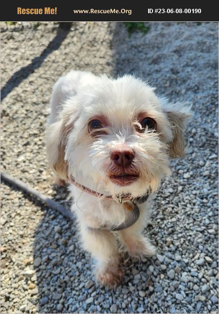 ADOPT 23060800190 ~ Yorkie Rescue ~ Franklin County, VA
