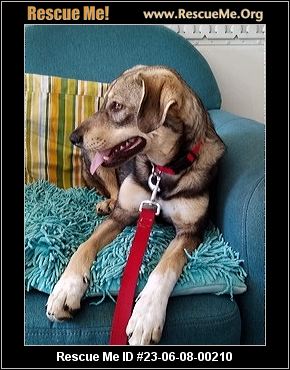 - Massachusetts Dog Rescue - ADOPTIONS - Rescue Me!