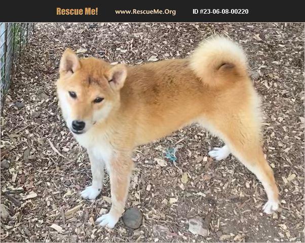 ADOPT 23060800220 ~ Shiba Inu Rescue ~ Miami, OK