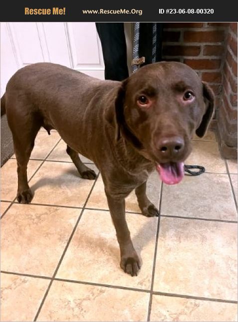 ADOPT 23060800320 ~ Chesapeake Bay Retriever Rescue ~ Bedford Hills, NY