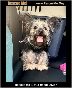 - New York Dog Rescue - ADOPTIONS - Rescue Me!