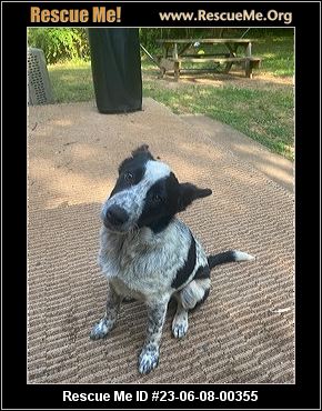 - Georgia Border Collie Rescue - ADOPTIONS - Rescue Me!