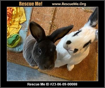 - California Rabbit Rescue - ADOPTIONS - Rescue Me!