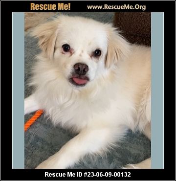 - Arizona Pomeranian Rescue - ADOPTIONS - Rescue Me!