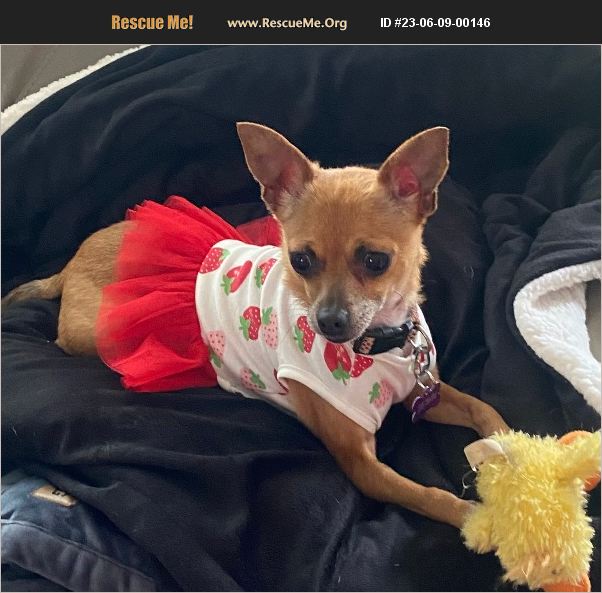 ADOPT 23060900146 ~ Chihuahua Rescue ~ montgomery, AL