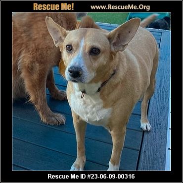 - California Basenji Rescue - ADOPTIONS - Rescue Me!