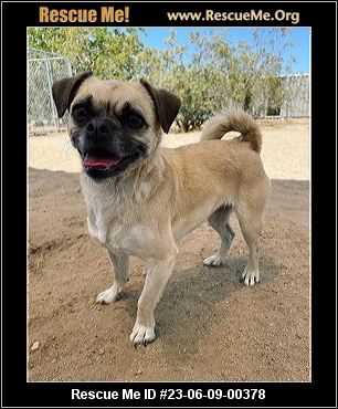 - California Pug Rescue - ADOPTIONS - Rescue Me!