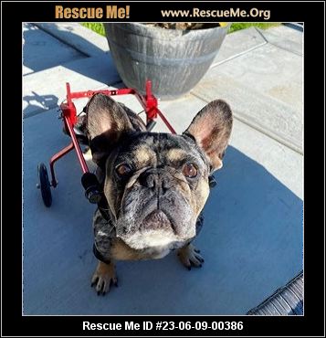 - California French Bulldog Rescue - ADOPTIONS - Rescue Me!