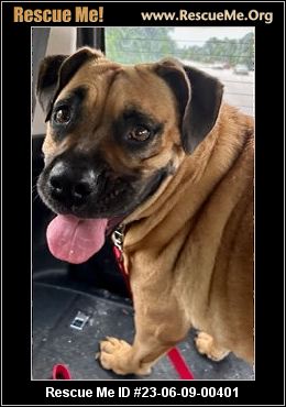 - Florida Black Mouth Cur Rescue - ADOPTIONS - Rescue Me!