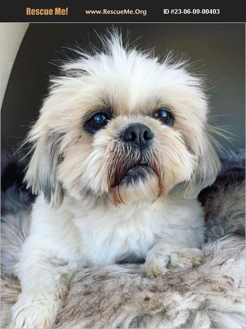 ADOPT 23060900403 ~ Lhasa Apso Rescue ~ Littlerock, CA