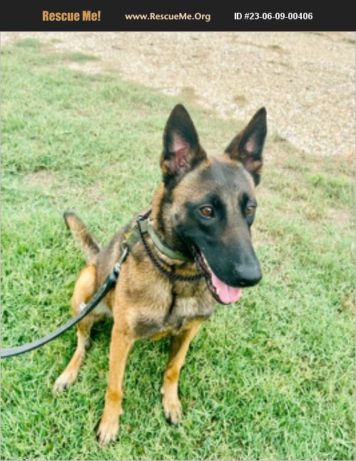 ADOPT 23060900406 ~ Belgian Malinois Rescue ~ Denton, TX
