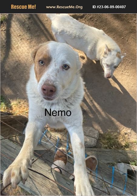 ADOPT 23060900407 ~ Australian Cattle Dog Rescue ~ Coarsegold, CA