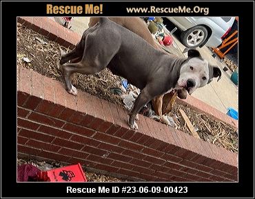- Colorado Pit Bull Rescue - ADOPTIONS - Rescue Me!