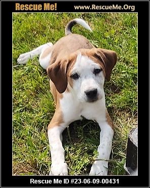 - New Jersey Beagle Rescue - ADOPTIONS - Rescue Me!