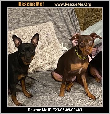 - California Miniature Pinscher Rescue - ADOPTIONS - Rescue Me!