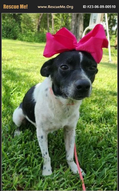 ADOPT 23060900510 ~ Rat Terrier Rescue ~ Muskego, WI