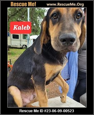 - South Carolina Dog Rescue - ADOPTIONS - Rescue Me!