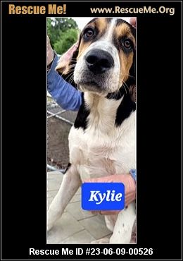 - South Carolina Dog Rescue - ADOPTIONS - Rescue Me!