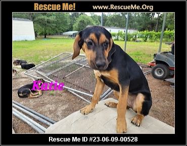 - South Carolina Dog Rescue - ADOPTIONS - Rescue Me!