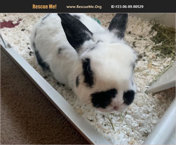 ADOPT 23060900529 ~ Rabbit Rescue ~ Fairfax, VA