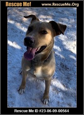 - Colorado Lab Rescue - ADOPTIONS - Rescue Me!