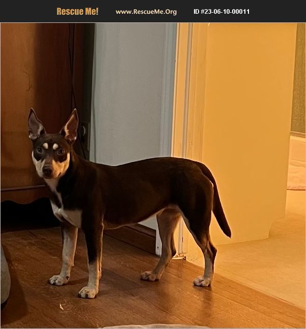 ADOPT 23061000011 ~ German Pinscher Rescue ~ Oklahoma City, OK