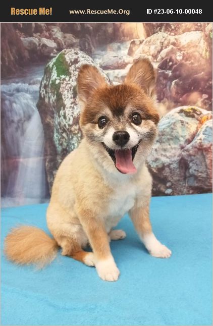 ADOPT 23061000048 ~ Pomeranian Rescue ~ Burton, MI