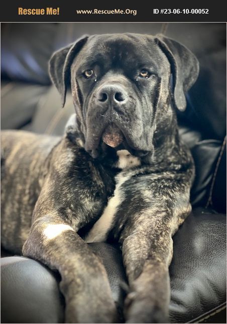 ADOPT 23061000052 ~ Mastiff Rescue ~ Midland, MI