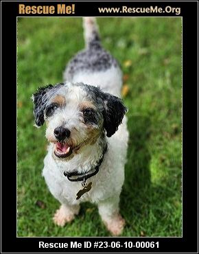 - South Carolina Dog Rescue - ADOPTIONS - Rescue Me!