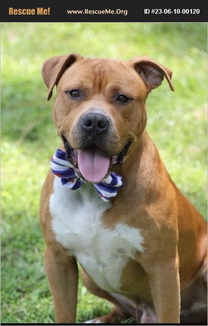 ADOPT 23061000120 ~ Staffordshire Bull Terrier Rescue ~ Jesup, GA