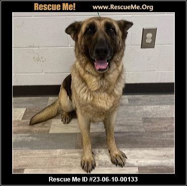 - Virginia German Shepherd Rescue - ADOPTIONS - Rescue Me!
