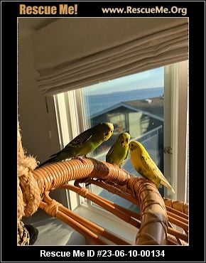 - Washington Pet Bird Rescue - ADOPTIONS - Rescue Me!