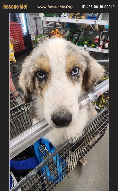 ADOPT 23061000212 ~ Australian Shepherd Rescue ~ Stillwater, OK